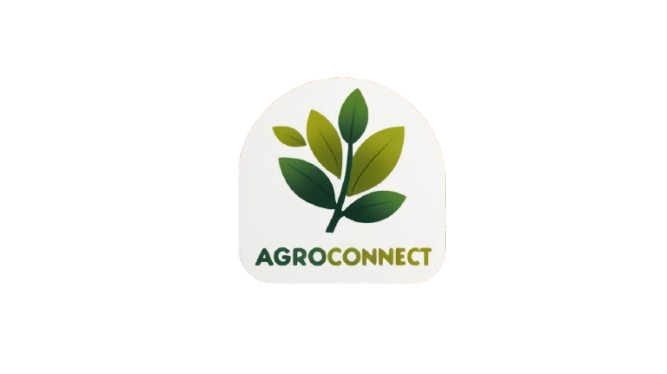 Vimansa Dissanayake - Portfolio